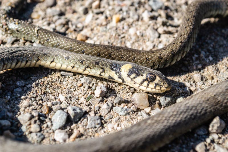 Grass Snake in Its Natural Environment Stock Image - Image of snake ...