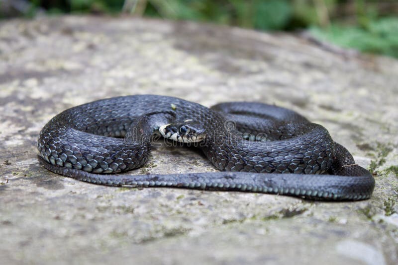 Grass snake stock image. Image of reptile, garden, nonpoisonous - 43548373