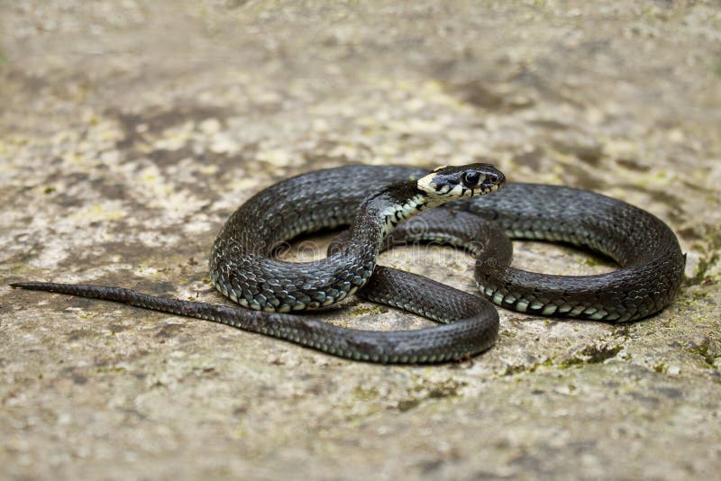 Grass snake stock photo. Image of garden, outdoor, field - 44745278