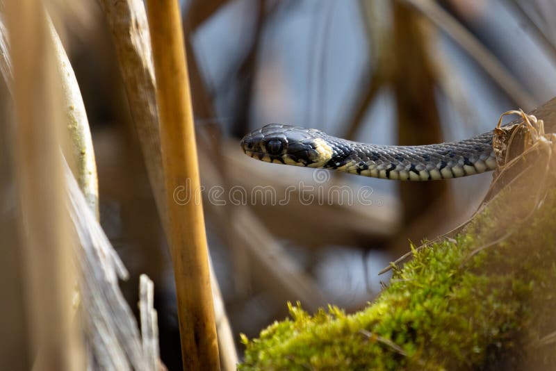 Snake in the grass stock photo. Image of snake, lurking - 272478828