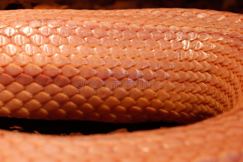 Corn Snake Skin is Molting - Kornnatter Stock Photo - Image of leather ...