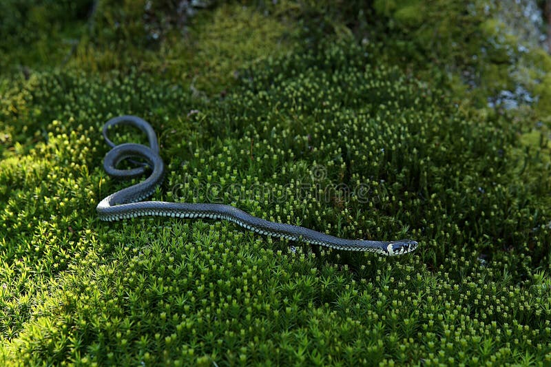 Grass Snake on Moss in Forest. Stock Image - Image of slither, skin ...