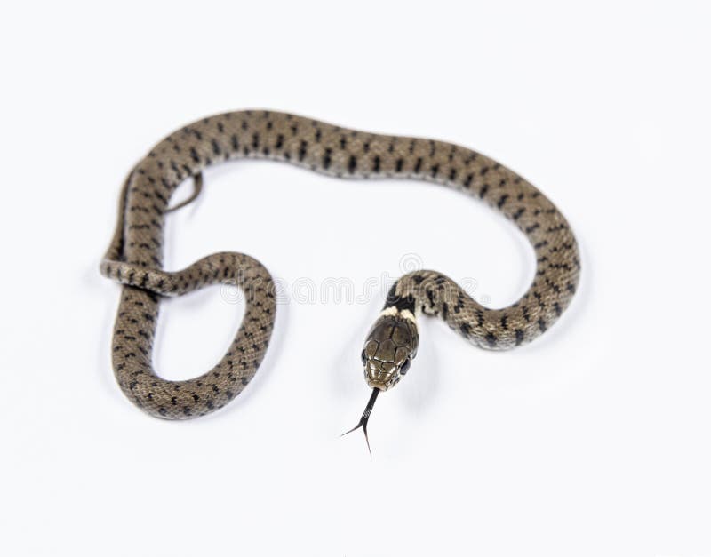 1,743 Grass Snake White Background Stock Photos - Free & Royalty-Free ...