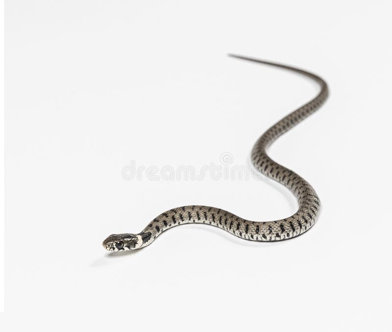 1,743 Grass Snake White Background Stock Photos - Free & Royalty-Free ...