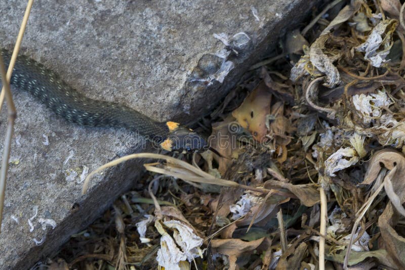 A Grass Snake Natrix Natrix Crawls from the Side of the Road To a ...