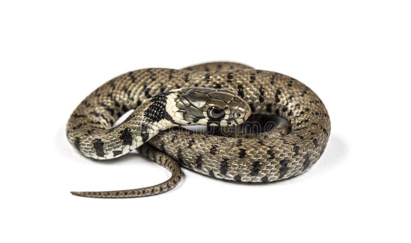 Grass Snake, Natrix Natrix, Isolated on White Stock Photo - Image of ...