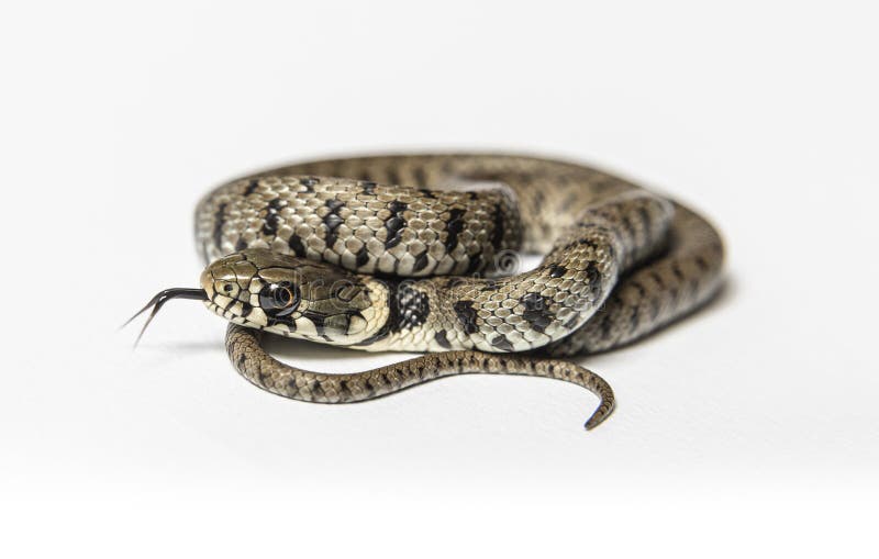 Grass Snake, Natrix Natrix, Isolated on White Stock Photo - Image of ...