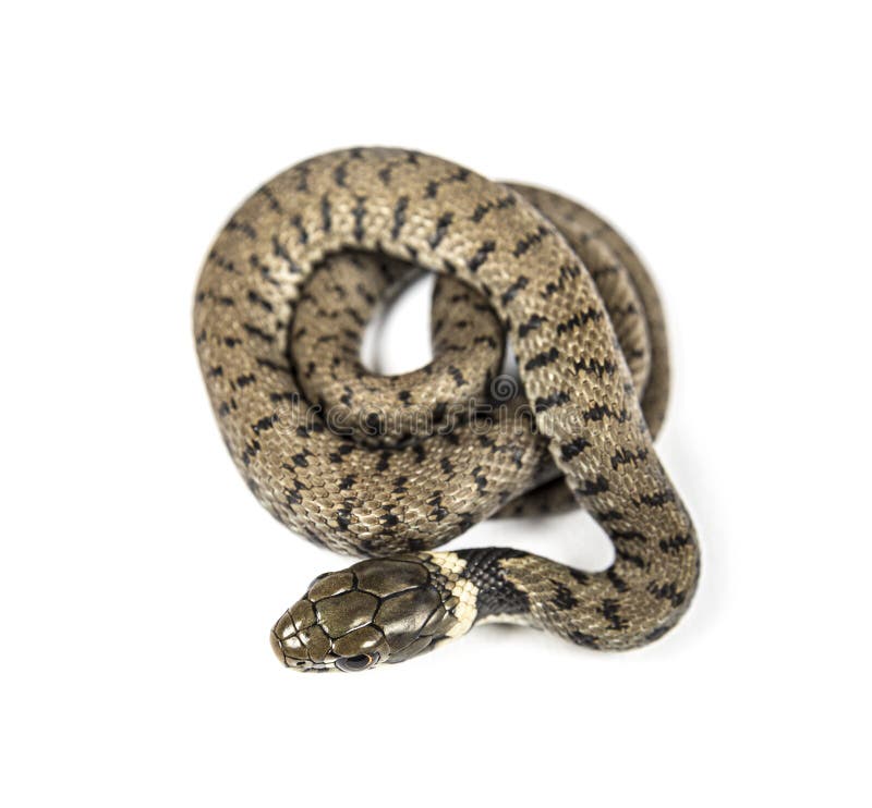 Grass Snake, Natrix Natrix, Isolated on White Stock Image - Image of ...