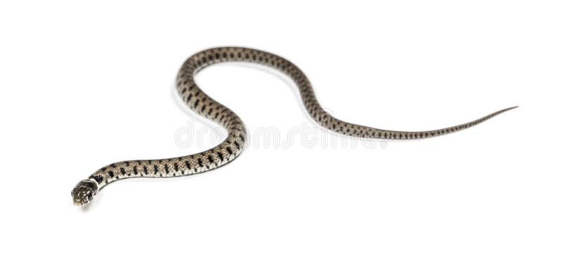 Grass Snake, Natrix Natrix, Isolated on White Stock Image - Image of ...