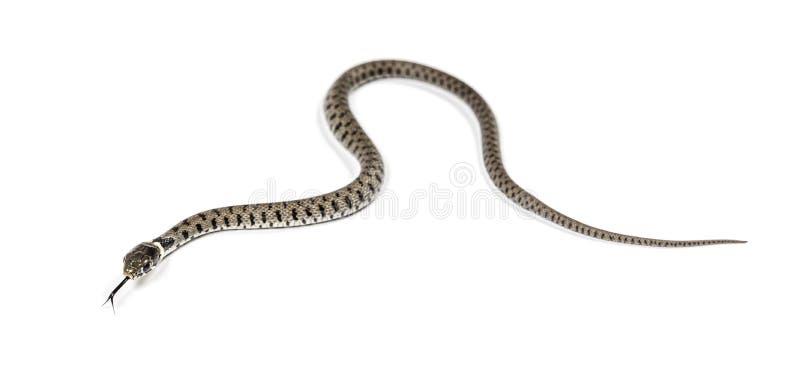Grass Snake, Natrix Natrix, Isolated on White Stock Photo - Image of ...