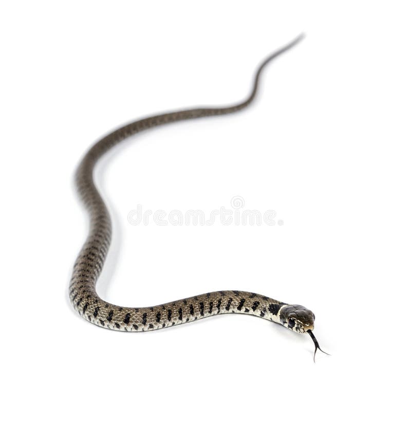 Grass Snake, Natrix Natrix, Isolated on White Stock Image - Image of ...