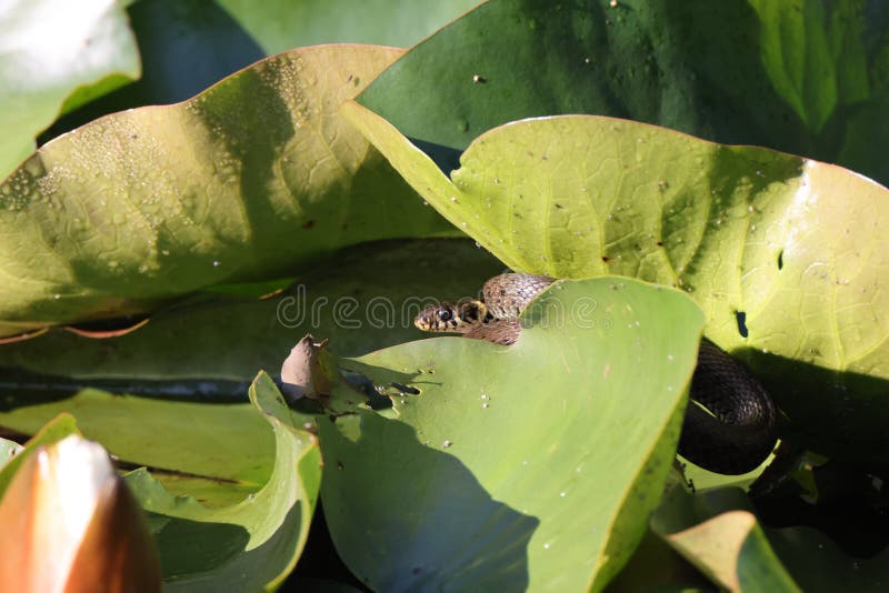 Grass Snake, Grass Snake (Natrix Natrix), on Lily Pad, Germany Stock ...
