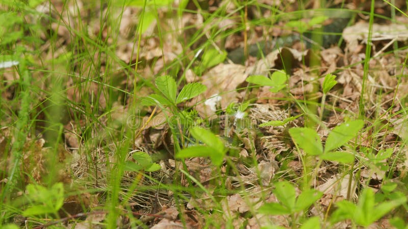 Grass Snake Natrix Natrix Snake Moving. Snake or Natrix Hidden in Grass ...