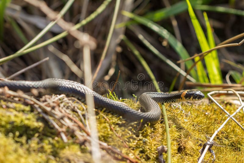 The Grass Snake Natrix Natrix Basking in the Sun. Stock Photo - Image ...