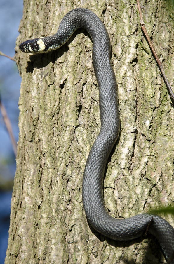 Grass snake, Natrix Natrix stock photo. Image of serpentine - 33221672