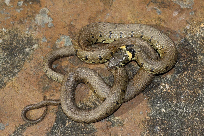 Grass Snake - Natrix Natrix Stock Photo - Image of snake, coiled: 44473838