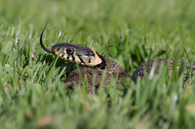 Grass Snake (Natrix Natrix) Stock Photo - Image of slither, british ...