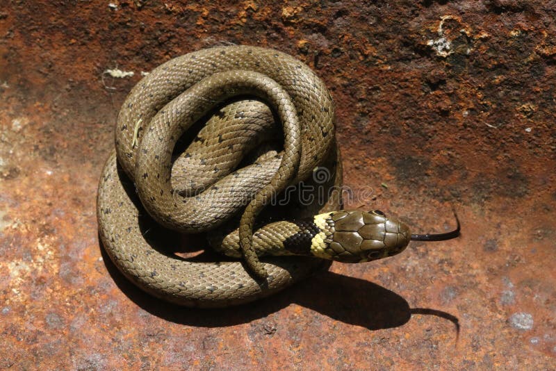 Grass Snake Natrix Natrix Hunting for Food in a Lake with Its Tongue ...