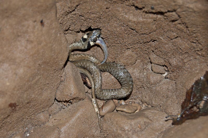 Grass snake Natrix natrix stock image. Image of animal - 92961343