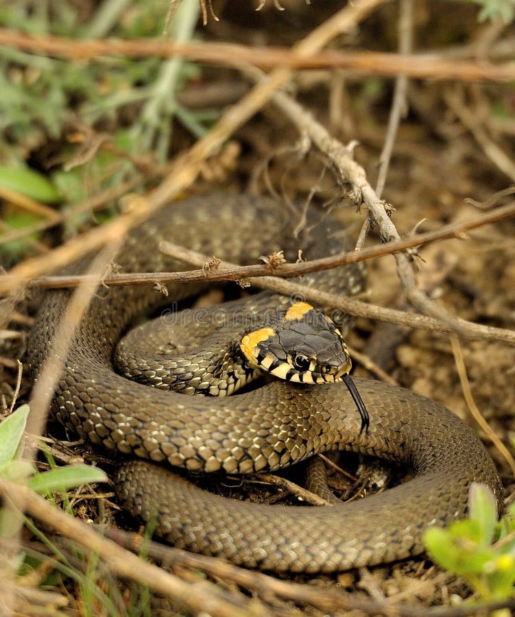 Grass Snake (Natrix Natrix) Stock Image - Image of reptilia, family ...