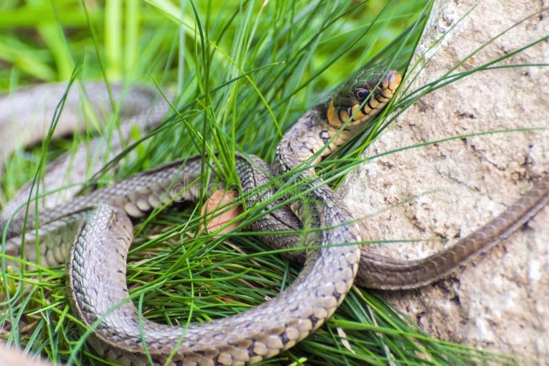 Grass Snake (Natrix Natrix) Stock Image - Image of europe, reptile ...