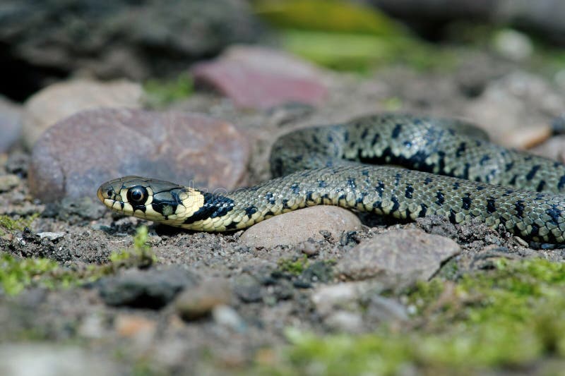 Grass Snake (Natrix Natrix) Stock Photo - Image of hibernate, organism ...
