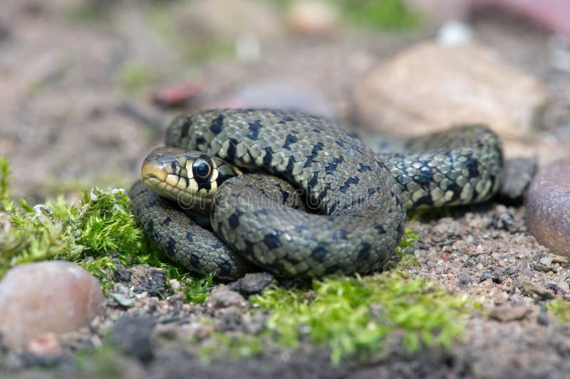 Grass Snake (Natrix Natrix) Stock Image - Image of aquatic, scaled ...