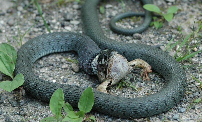 Grass Snake (Natrix Natrix) Stock Image - Image of killing, grass: 41176405
