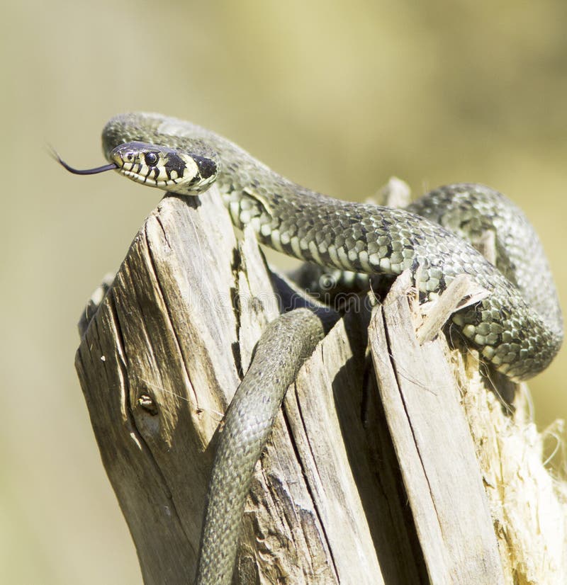 Grass Snake / Natrix Natrix Stock Image - Image of head, creature: 39244769