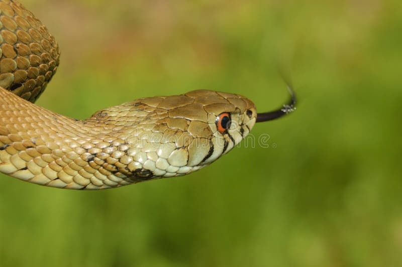 Grass Snake (Natrix Natrix) Stock Photo - Image of environment, pattern ...
