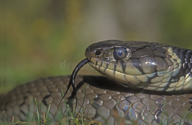 Grass snake, Natrix natrix stock photo. Image of nature - 36222722