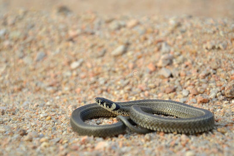 Grass snake Natrix natrix stock photo. Image of animal - 90665060
