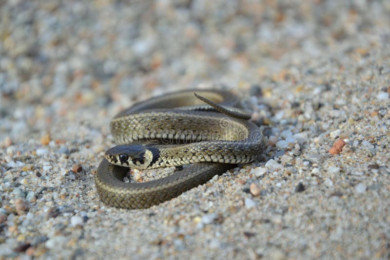 Grass snake Natrix natrix stock image. Image of fingers - 90665171