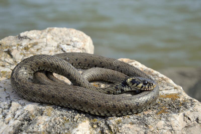 Grass snake Natrix natrix stock image. Image of macro - 89686293