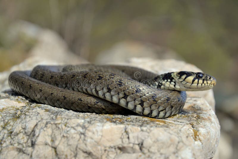 Grass snake Natrix natrix stock image. Image of gate - 89686373