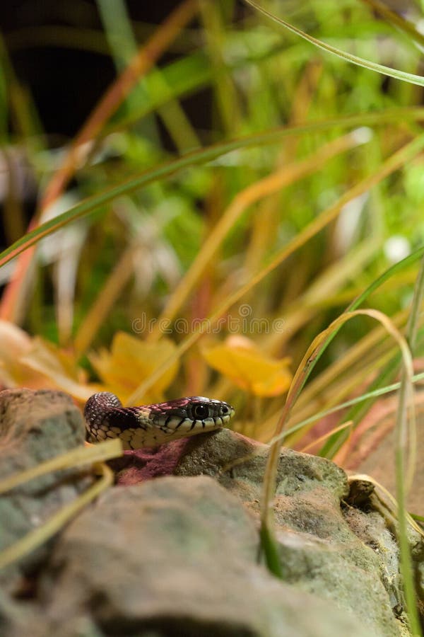 Grass Snake (Natrix Natrix) on Stone in Fornt of Grass, Germany Stock ...