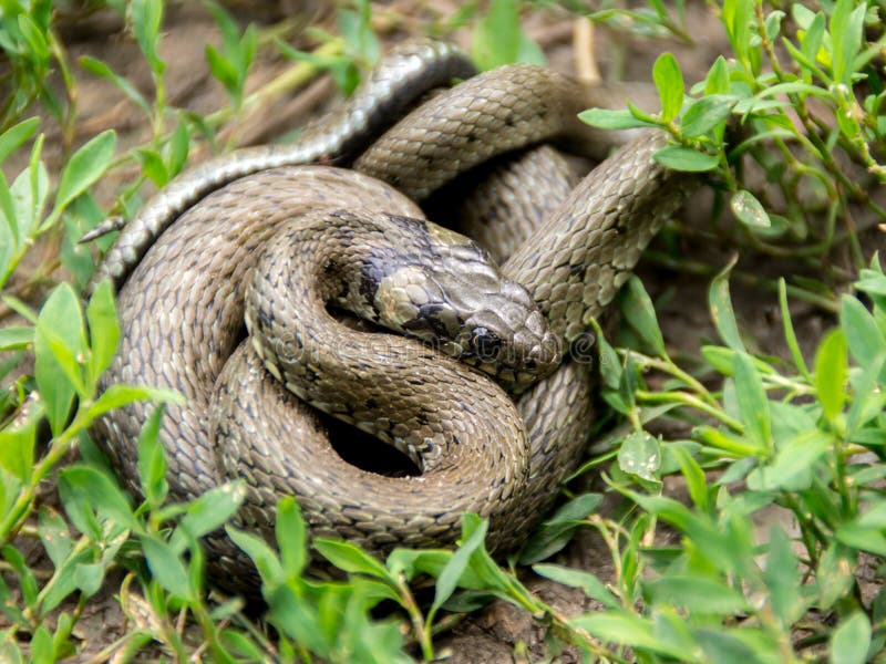 Grass snake Natrix natrix. stock image. Image of pattern - 120138433