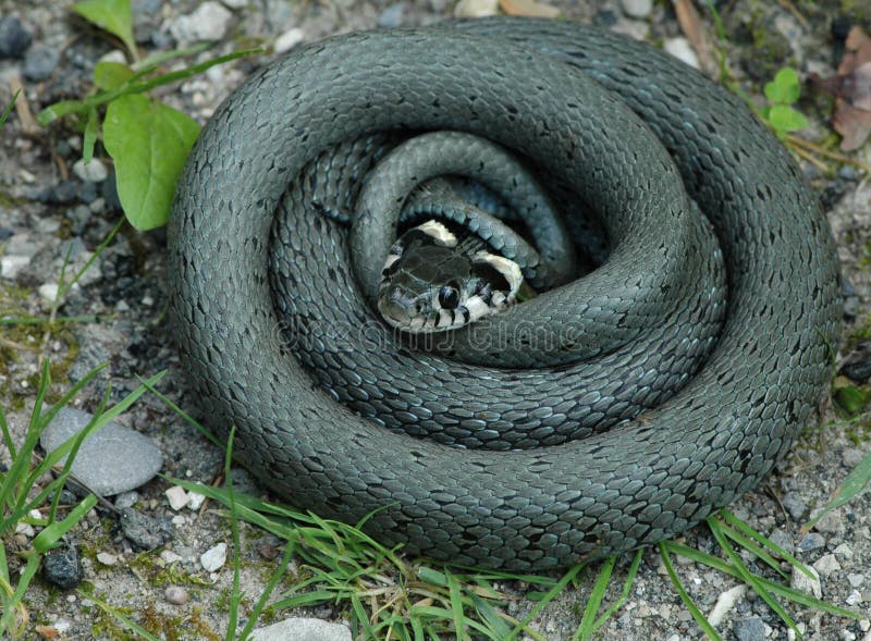 Common Pheasant Female Isolated on White Stock Image - Image of female ...