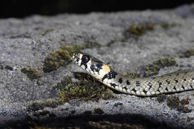 Grass Snake ( Natrix Natrix) Stock Image - Image of wildlife, stone ...