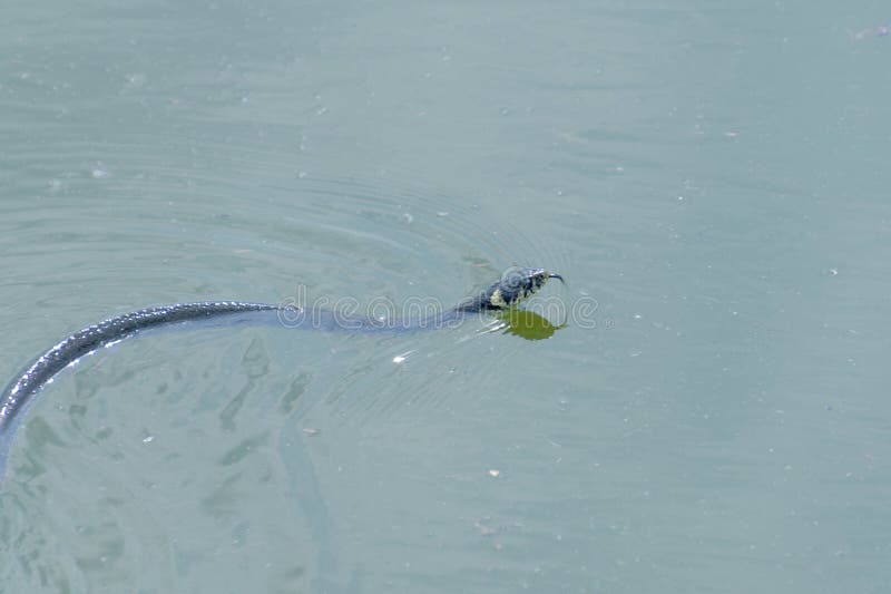 The Grass Snake Swims in the Water. Ringed Snake, Water Snake Stock ...