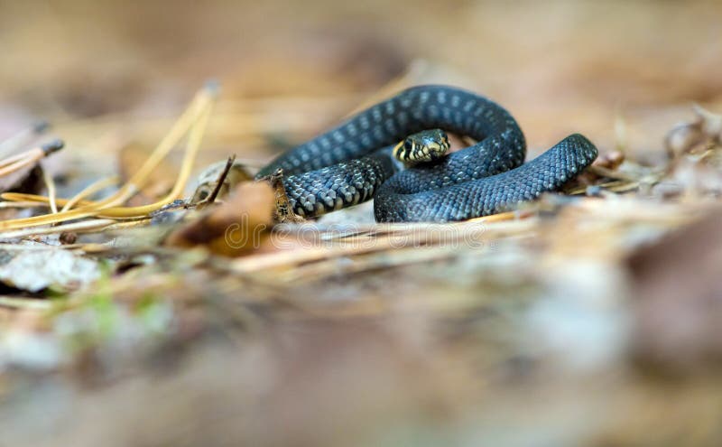 Young Snake on the Foliage. Stock Photo - Image of scaly, reptile ...
