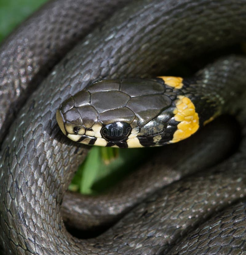 Grass snake. stock photo. Image of natural, closeup, macro - 65661602