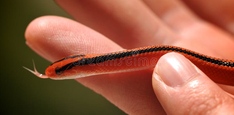 Grass Snake (Oreocryptophis Porphyraceus Coxi) is Crawling on the Hand ...