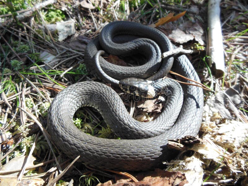 Male Grass Snake stock photo. Image of crawling, flick - 32591010