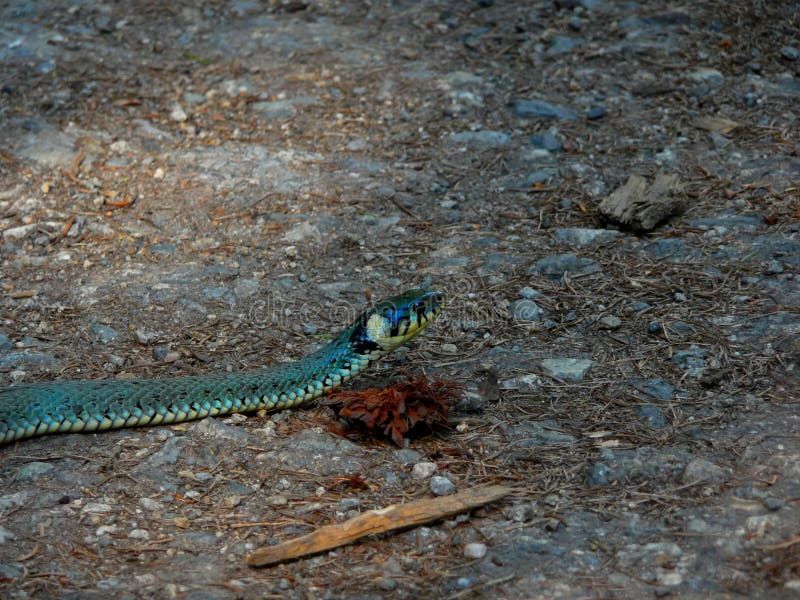 Grass snake stock photo. Image of yellow, white, reptile - 76412596