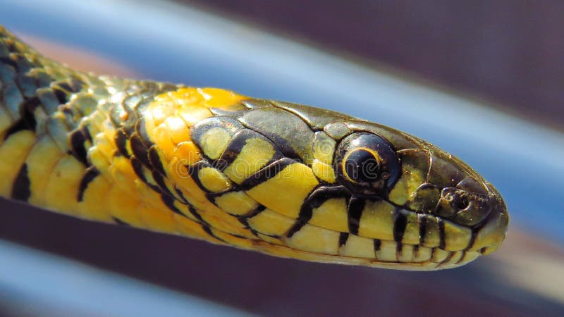 Snake`s head stock photo. Image of closeup, grass, snake - 116488090