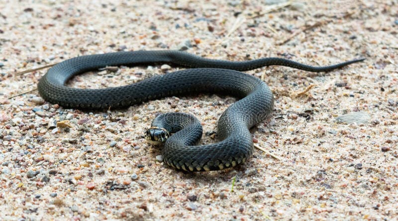 Grass Snake in the Sand in an Attacking Position. Wildlife Reptile ...