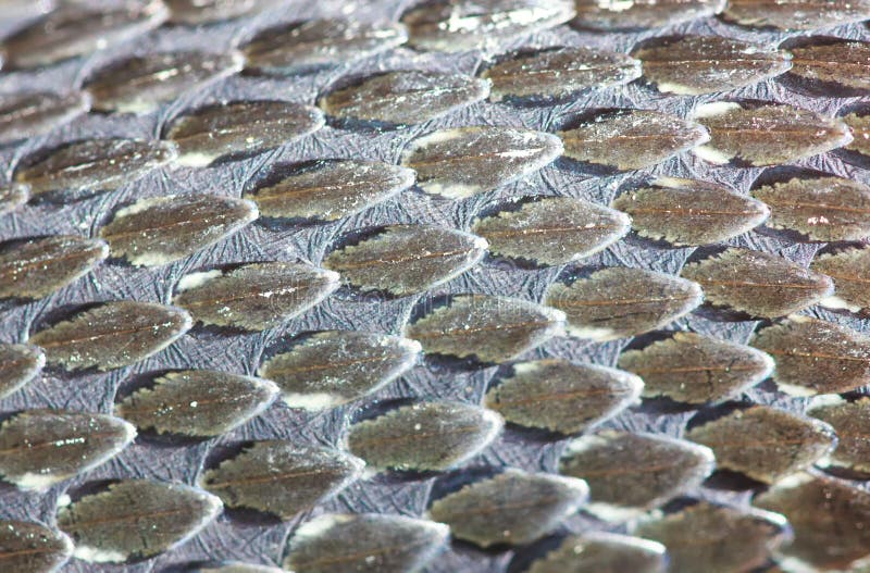 Grass-Snake Skin, Reptile, Macro Stock Photo - Image of grey, closeup ...