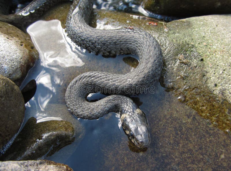 Snake on stones stock image. Image of resting, wildlife - 2425617