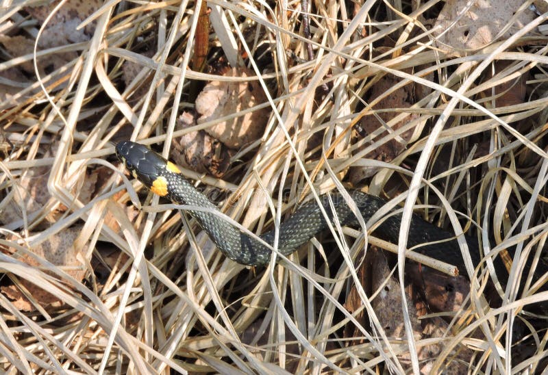 Grass-snake in Swamp, Lithuania Stock Image - Image of swamp, black ...